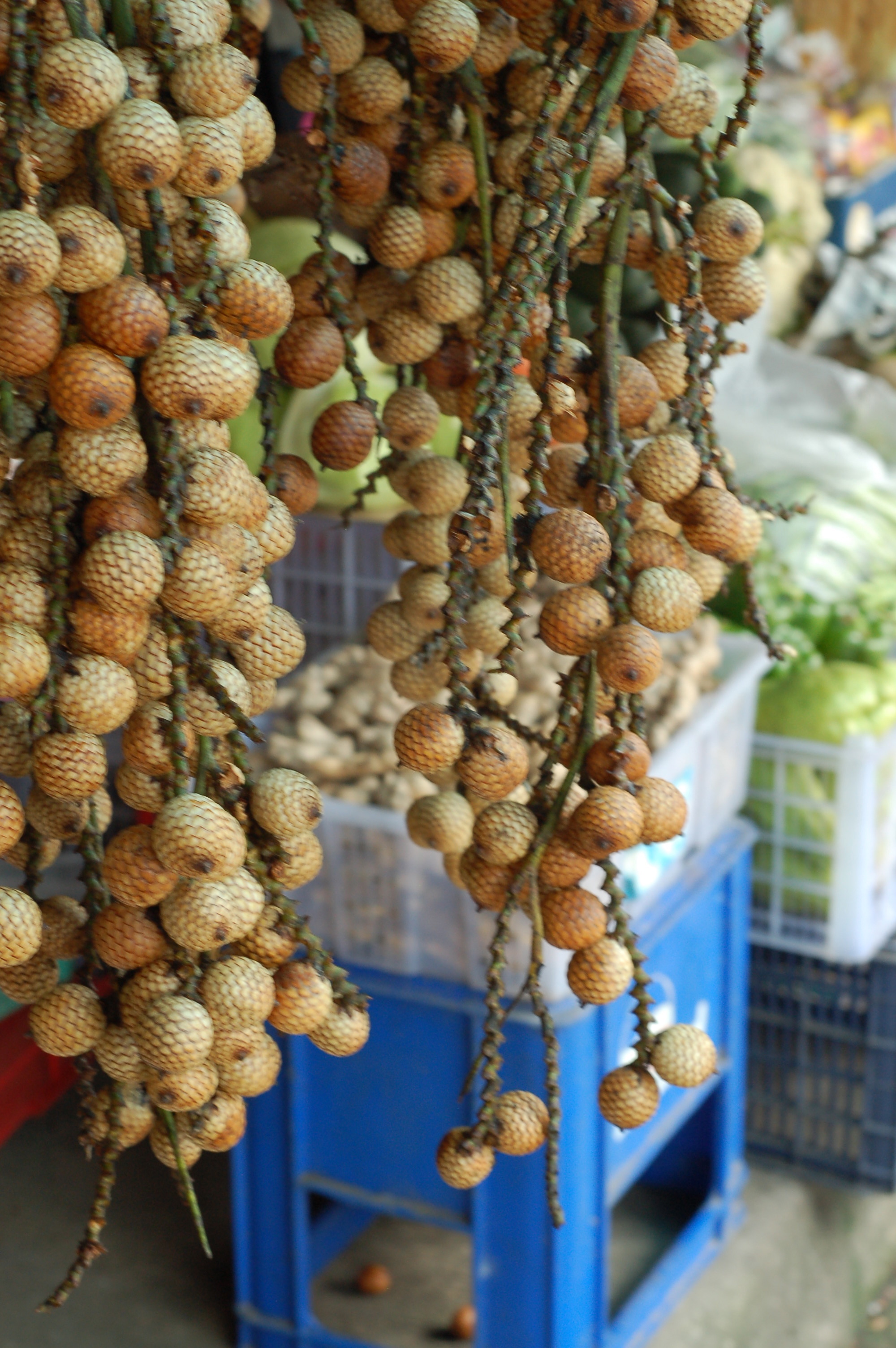 Rattan & Natural Woven Fibers - Mehitabel